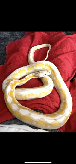 Lavender Motley Platinum Sunfire Reticulated Python by Nova Snakes