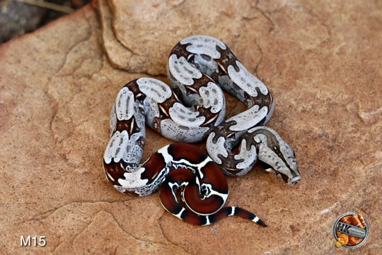 2025 Roseline Guyana M15 True Red-Tailed Boa Constrictor by HK Constrictors