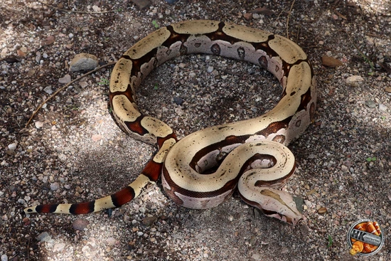 "Dotted Line" South Brazilian Amarali Short-Tailed Boa Constrictor by ...