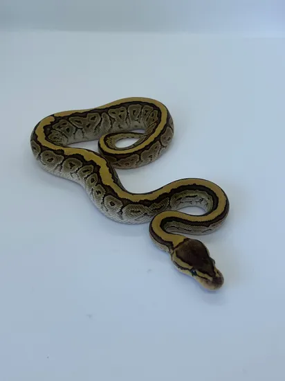 Mojave Pinstripe Ball Python by Reef Parker Reptiles