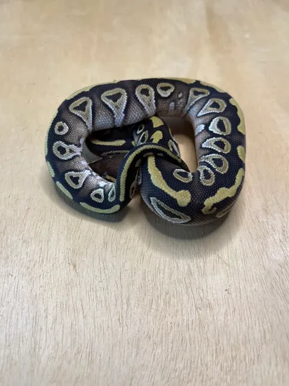 Mojave Ball Python by Reef Parker Reptiles