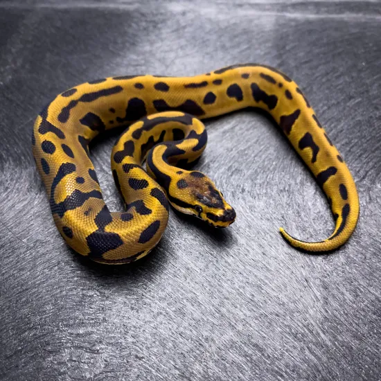 Acid Leopard Enchi Het Clown Ball Python by Dark Side Constrictors