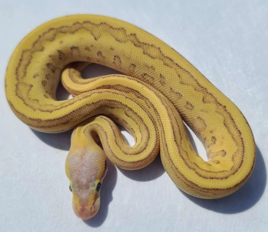 Pastel Vanilla GHI Pinstripe Ball Python by House of Cards Beardies, LLC