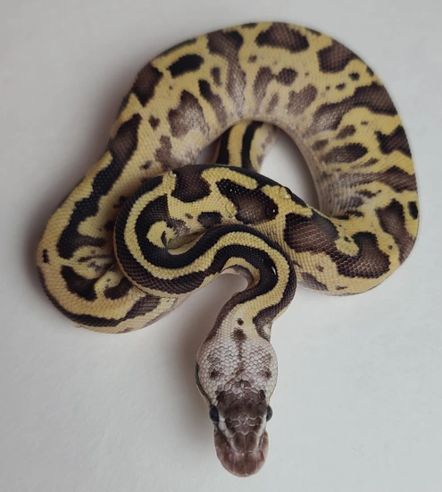 Pastel Leopard Fire Poss Calico Ball Python by House of Cards Beardies, LLC