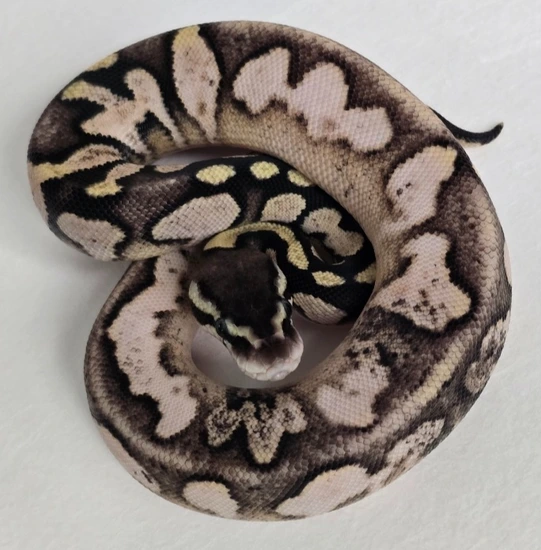 Pastel Calico Vanilla Pos YB Het VPI Axanthic Ball Python by House of ...