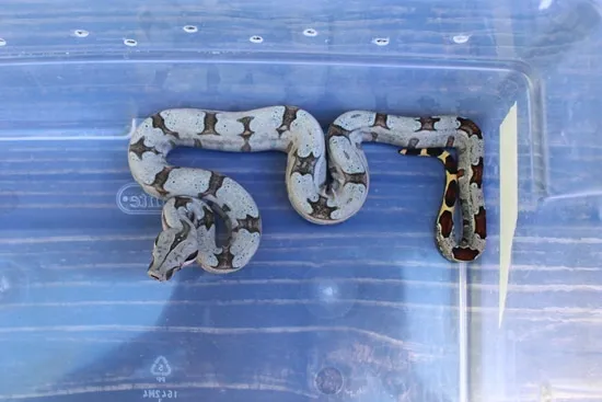 2018 Bolivian Silverback Boa Constrictor by Hogan's Geckos