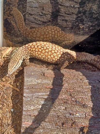 Monitors Ackie Monitor by Hog Dog Reptiles