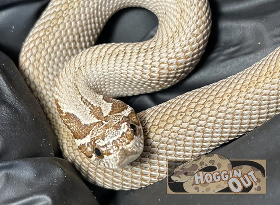 Arctic Superconda Het Albino 50% Sable & Axanthic POS Evans Hypo ...