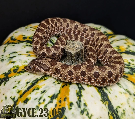 Double Het Axanthic Lavender (Het Mercury) Pos Het Albino Western ...