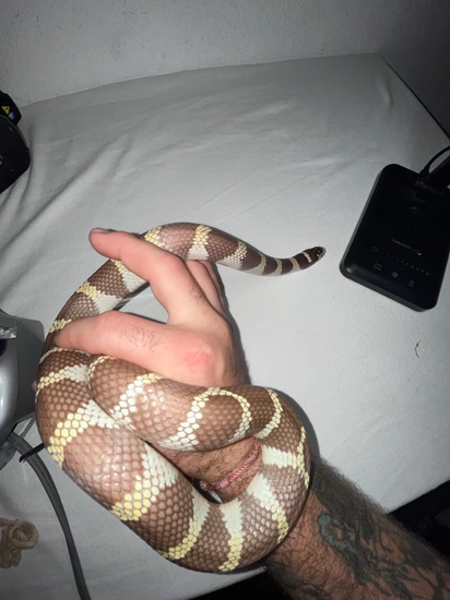 California Banded King Snake Het Albino California Kingsnake by Cold ...