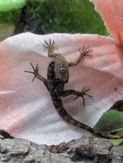 Yellow Headed Dwarf Gecko (Gonatodes Albogularis Fuscus) More Gecko by ...