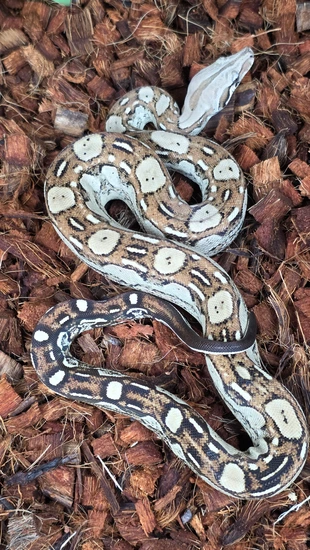 Aztec 100% Het VPI 100% Het Anerythristic Boa Constrictor by Boa Town
