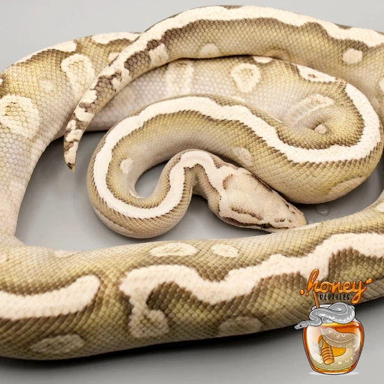 Breeder GHI Mojave Firefly Het Clown Ball Python by HoneyReptiles