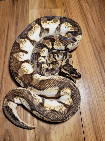 Pastel Enchi Sugar - Proven Breeder Ball Python by Cool Creatures