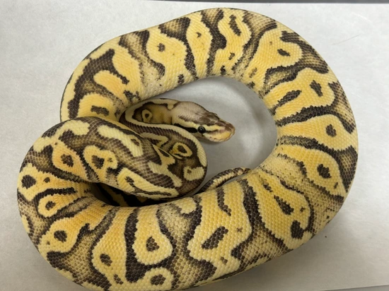 Fire Yellow Belly Super Pastel Ball Python by DHook Reptiles