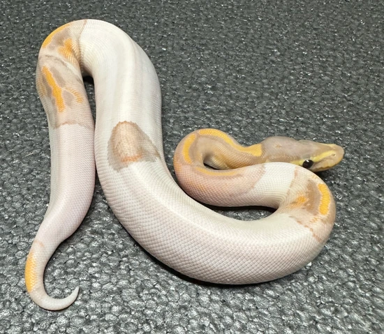 Coral Glow Pied Shipping Included Ball Python by MacLean Morphs