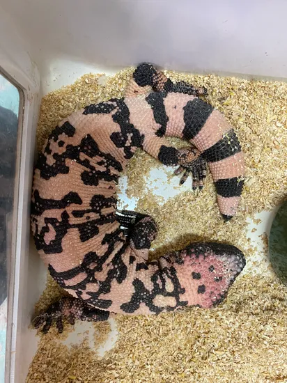 High Orange & Pink Gila Monster More Lizard by Horridum Angeli Reptiles