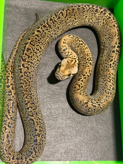 Granite Burm Burmese Python by Hot Herps