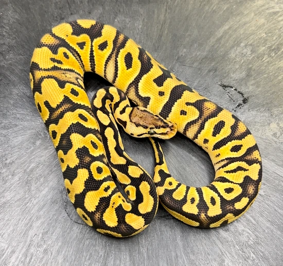 1000g Pastel DH Cryptic Clown(Crypton) Ball Python by House of Gaia Pythons