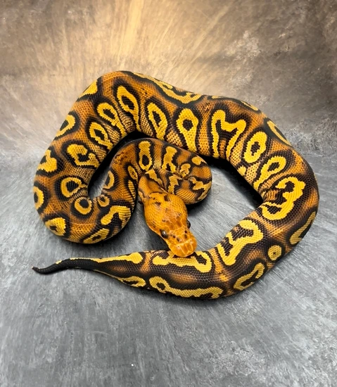 Stranger Yellowbelly Red Stripe Clown Ball Python by House of Gaia Pythons