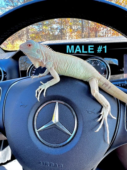 Snow (Axanthic / T- Albino) 2025 JUVENILES Green Iguana by House Of The ...