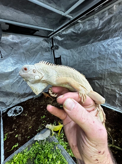 Silver Albino T+ *Ruby Eye* 2025 JUVENILES Green Iguana by House Of The ...