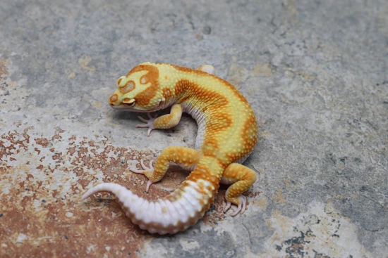 W&Y Tangerine Bold Tremper Leopard Gecko by Tsunami Exotics