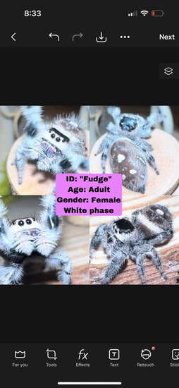 White Phase Regal Jumping Spider by Spoody Haven
