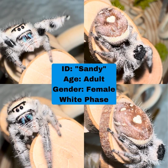 White Phase Regal Jumping Spider by Spoody Haven