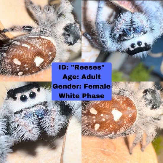 White Phase Regal Jumping Spider by Spoody Haven
