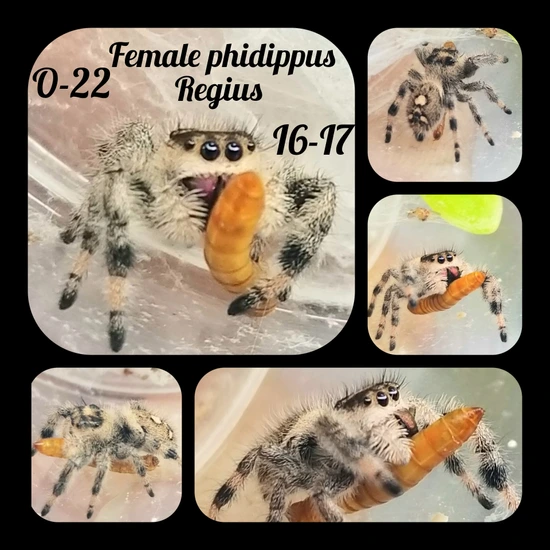 Female Phidippus Regius Jumping Spider by Hayley's Jumpers