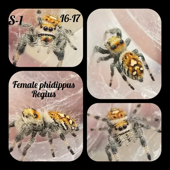 Female Phidippus Regius Jumping Spider by Hayley's Jumpers