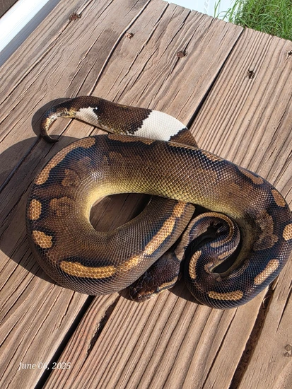 Black Pastel 100% Het Pied Ball Python by Raines Critter Patch