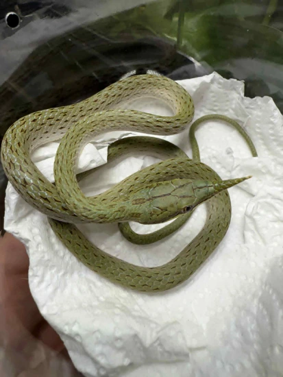 USCBB Gonyosoma Hainanense (Rhino Rat Snake) Other Rat Snake by ...