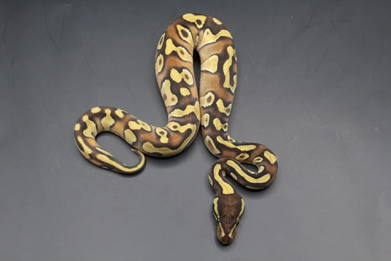 Enchi Mojave Yellow Belly Pos Fire Ball Python by Striking Scales