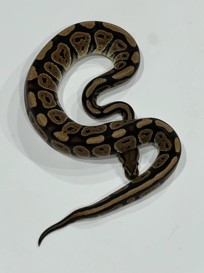 Hydra Het DG Ball Python by Hub City Koi & Reptiles
