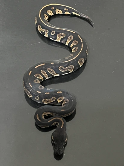 Super Black Head Huffman Ringer Gene Pos Het Paint Ball Python by Hub ...