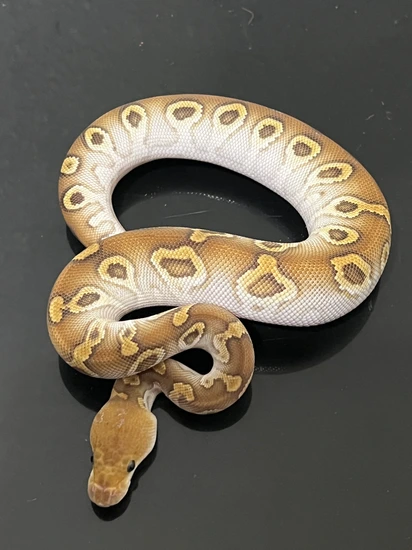 Cypress Mojave Fire Clown Ball Python by Hub City Koi & Reptiles