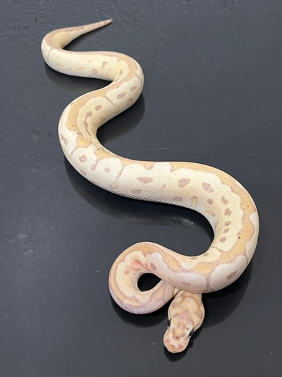 Banana Leopard X-Treme Gene Clown Ball Python by Hub City Koi & Reptiles