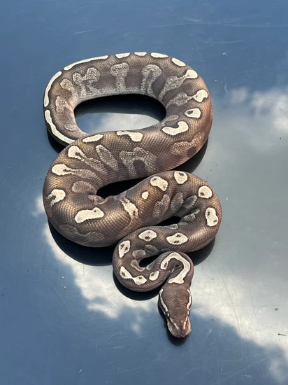 GHI Lesser DH Puzzle 50% Het Ultramel Ball Python by Hub City Koi & Reptiles