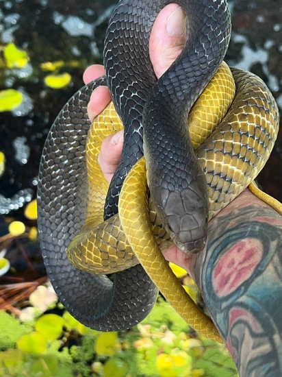1.1 Pair Yellow Tail Cribos Cribo & Indigo Snakes by Hub City Koi ...