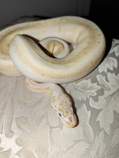 Mohave & Banana Pastel X Bamboo Spinner Juviniles Ball Python by Sacred ...