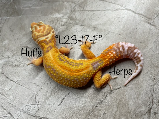 Tangerine Rainwater Pos Het Eclipse (Magma, Atomic, Lava Lines) Leopard ...