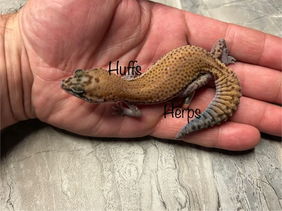 Patternless Pos Het Amelanistic Pos Het Ghost Pos Het Oreo African Fat ...