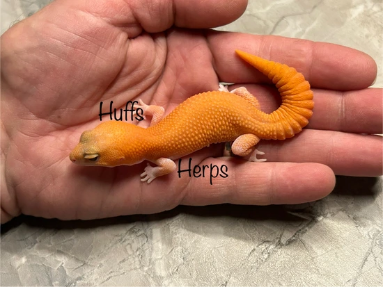 Tangerine Amelanistic Patternless African Fat-Tailed Gecko by Huffs Herps