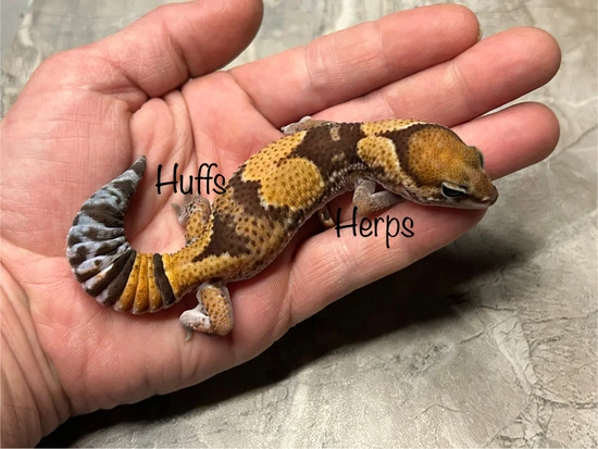 Stinger Het Ghost Pos Het Patternless Pos Het Oreo African Fat-Tailed ...