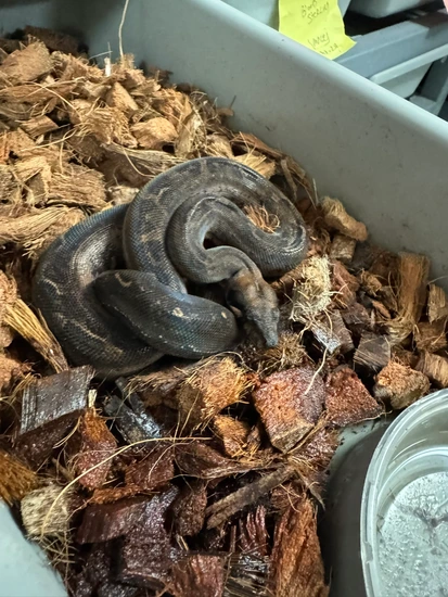 Super Onyx 66% Het Honduran T+ 50% Het Blood Boa Constrictor by Palumbo ...