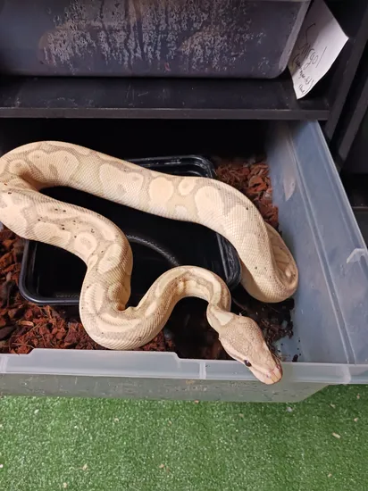 Banana Fire Ball Python by Wiccan Serpents