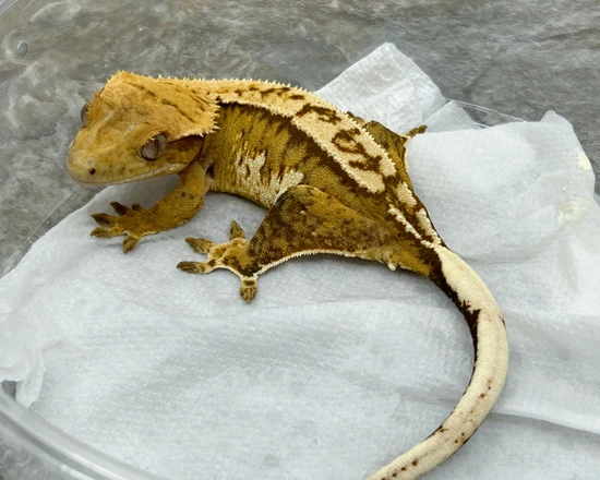 CGxBB01 Female Crested Gecko by Modern Fossil Exotics