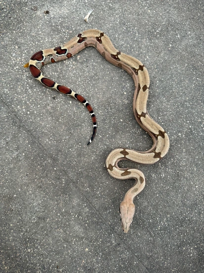 Cb23 Pure Tudehope Suriname True Red-Tailed Boa Constrictor by HDserpents